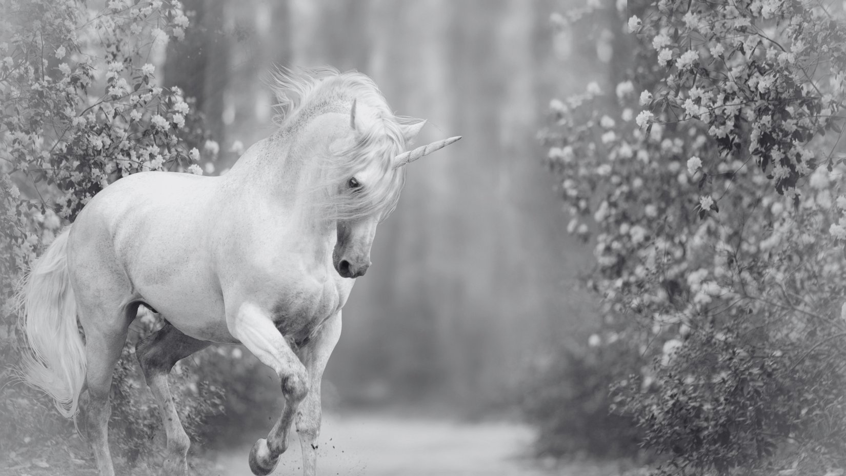 Vampire Deer: The Truth About the Fang-Toothed Water Deer