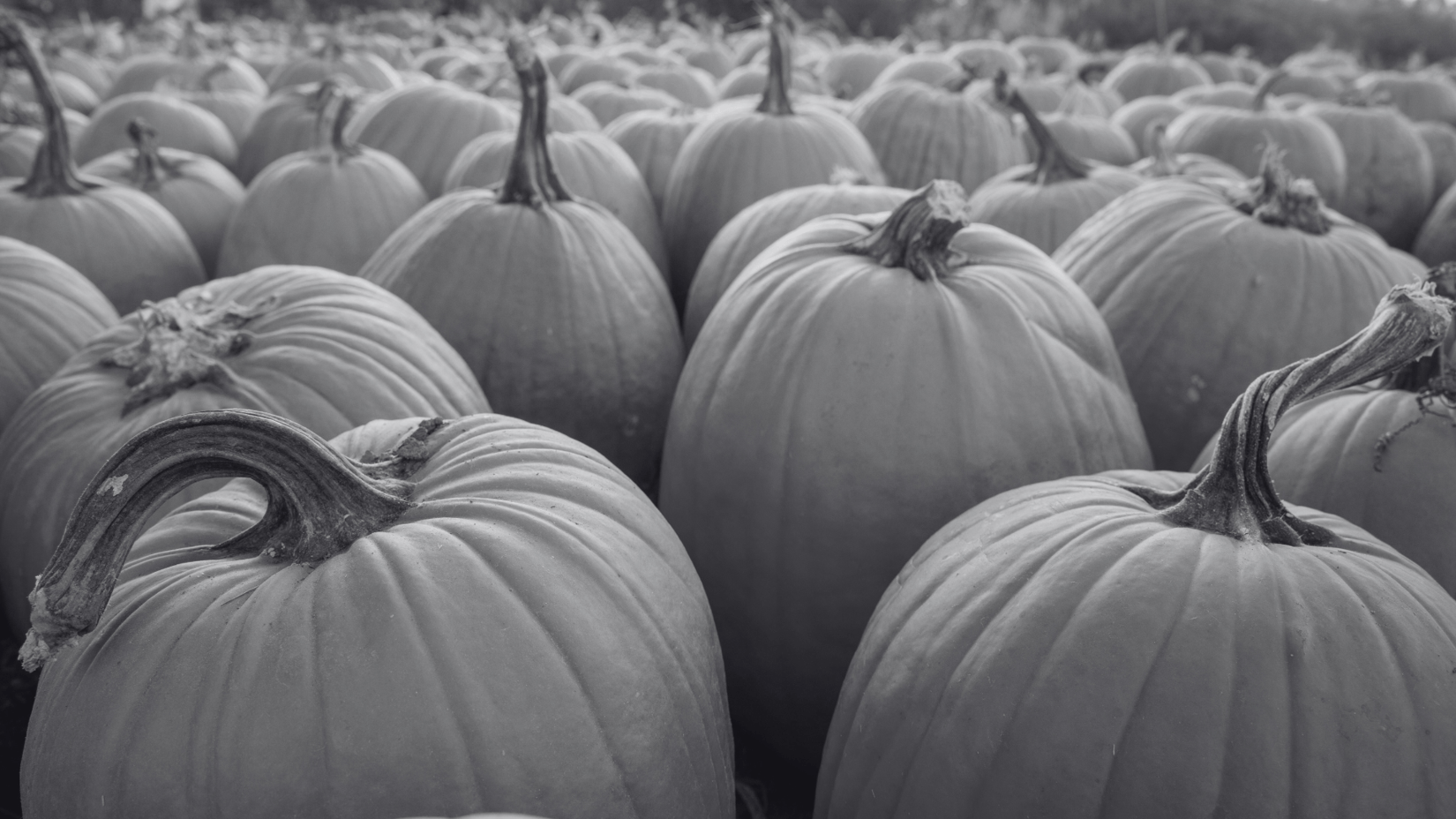 Vampire Deer: The Truth About the Fang-Toothed Water Deer