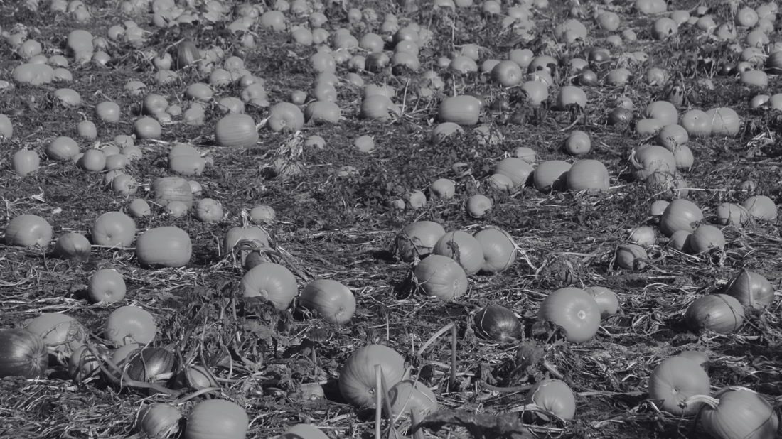 Vampire Deer: The Truth About the Fang-Toothed Water Deer