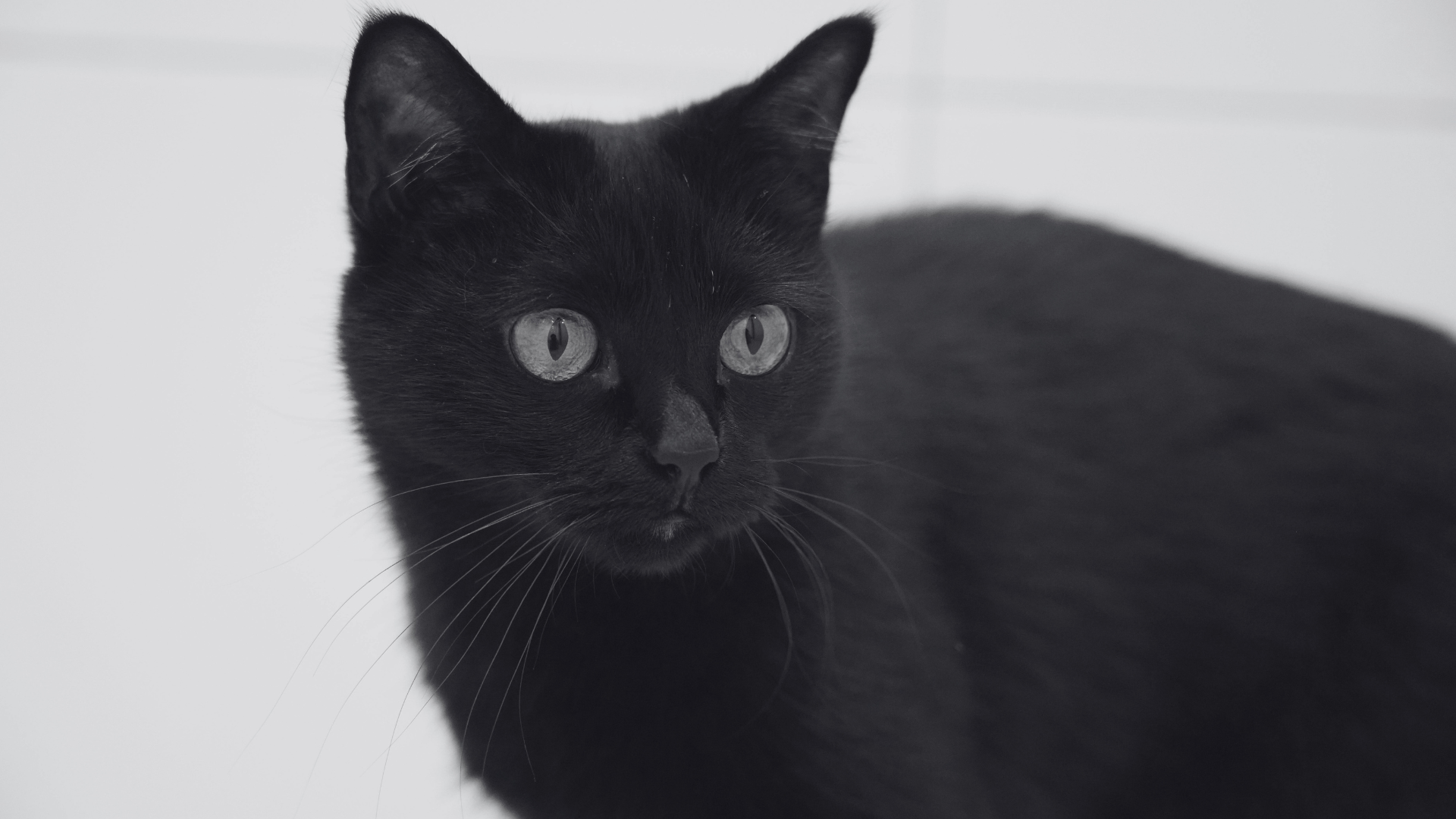 Are Black Cats Bad Luck?