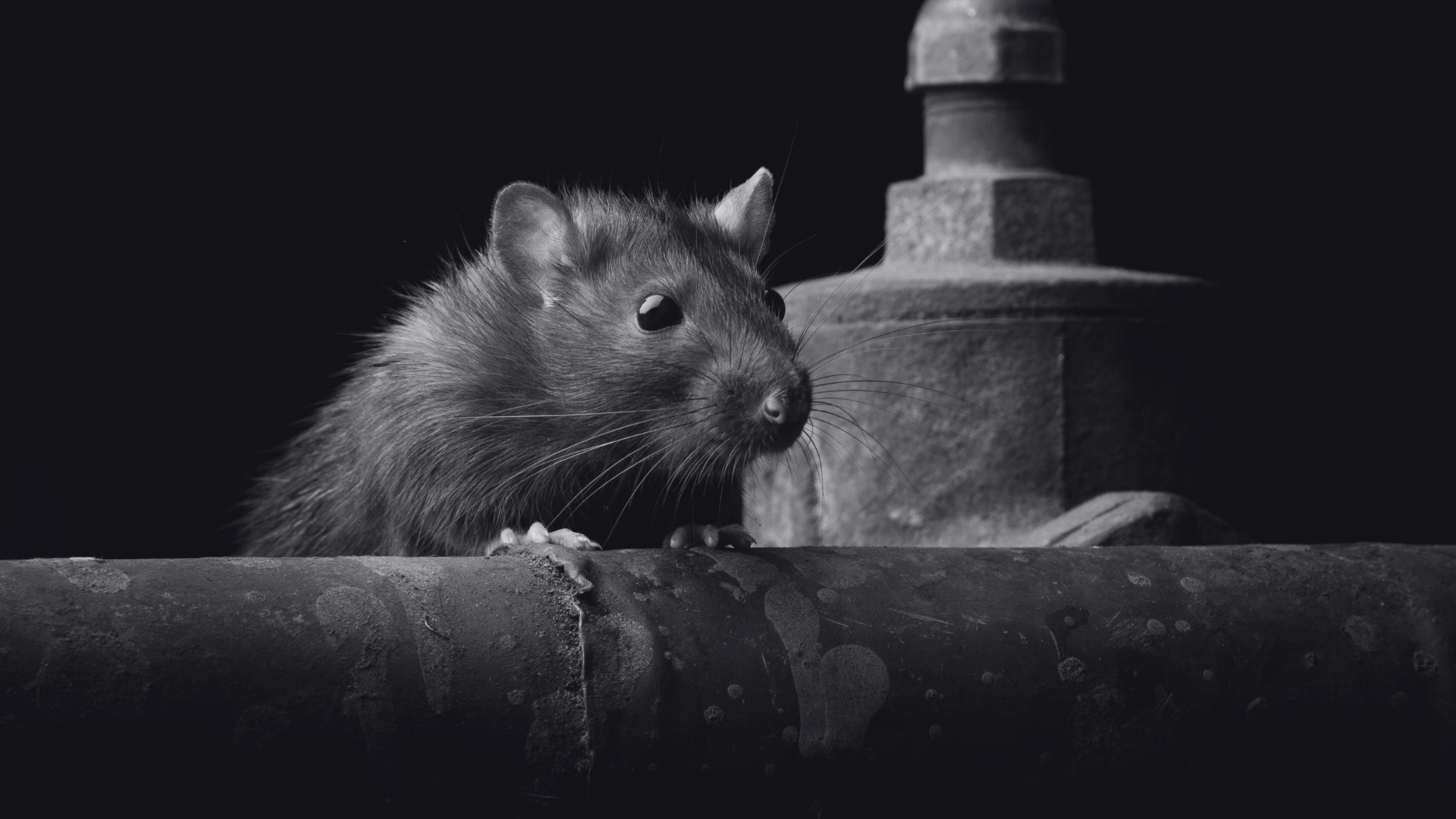 Why Are Some People Scared of Rats?