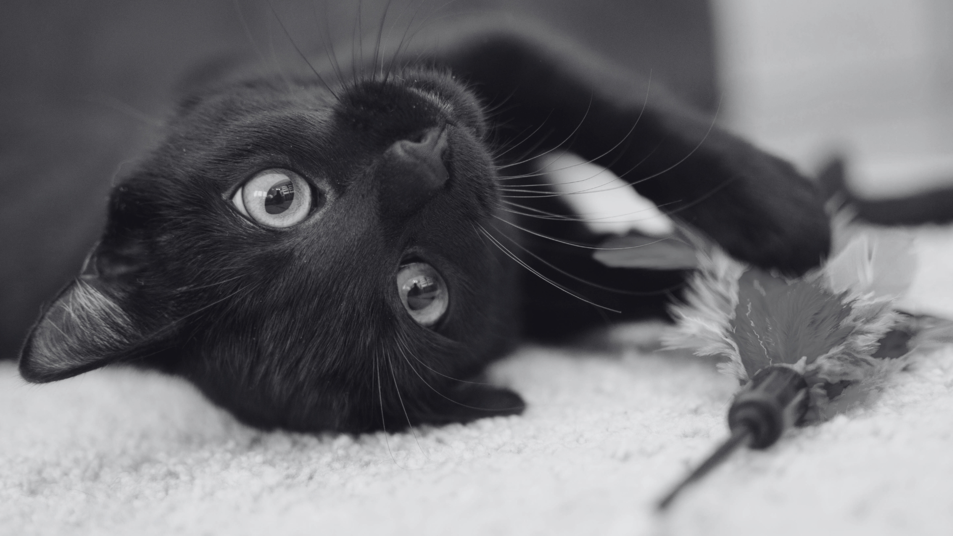 Halloween Cat Names: Spooky, Cute, and Creative Ideas for Your Feline ...